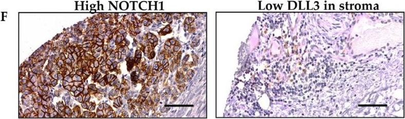 DLL3 antibodies - Antibody search engine - CiteAb