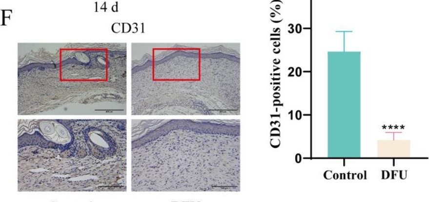 CD31 antibodies - Antibody search engine - CiteAb