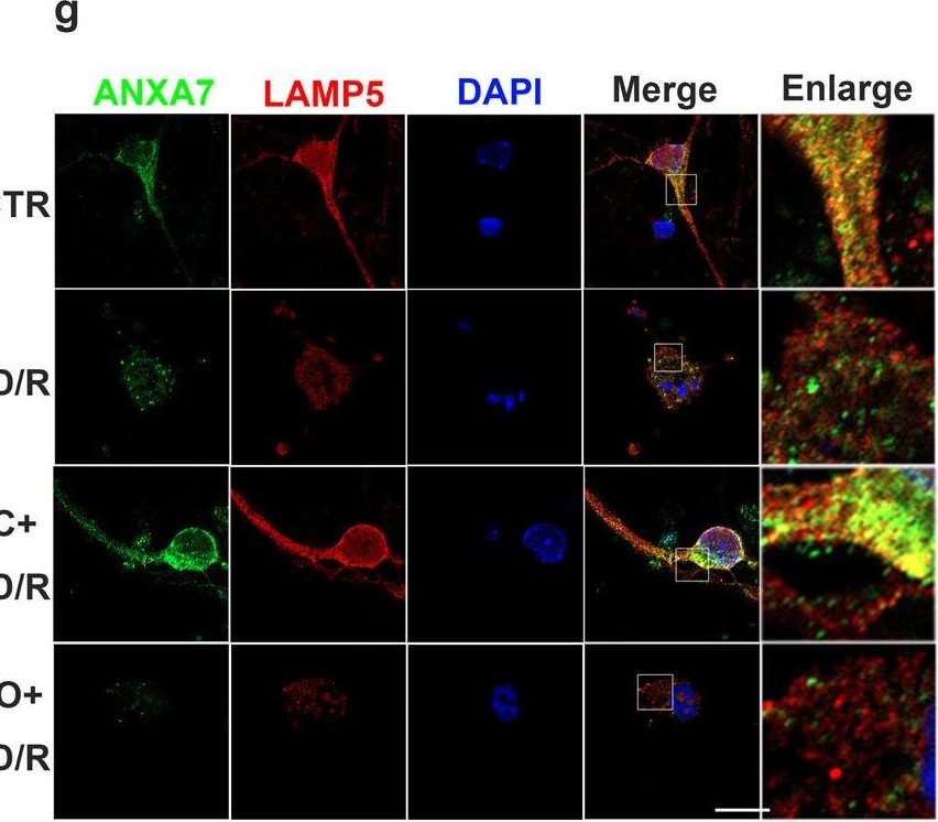 lamp5 antibodies - Antibody search engine - CiteAb