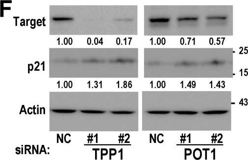 POT1 antibodies - Antibody search engine - CiteAb