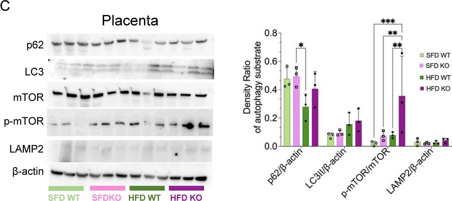 LC3 antibodies - Antibody search engine - CiteAb