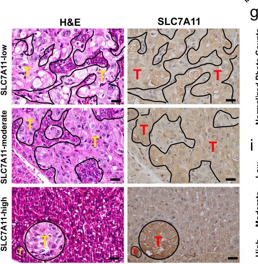 SLC7A11 antibodies - Antibody search engine - CiteAb