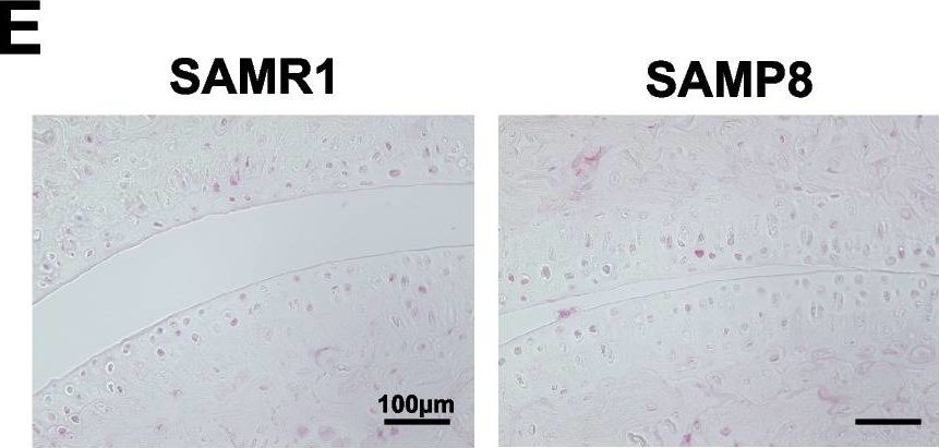 P16 antibodies - Antibody search engine - CiteAb