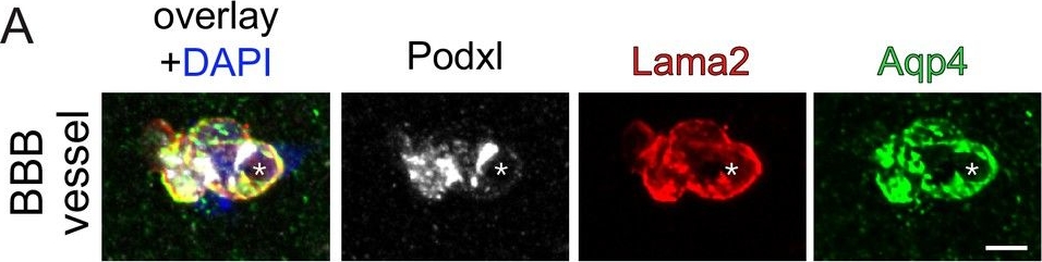 LAMA2 antibodies - Antibody search engine - CiteAb