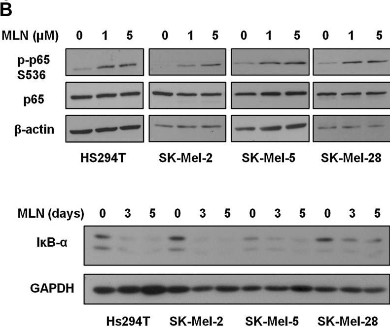 IKBa antibodies - Antibody search engine - CiteAb