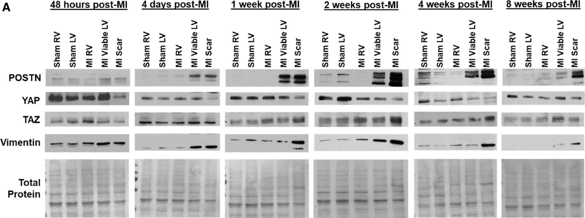 Postn antibodies - Antibody search engine - CiteAb