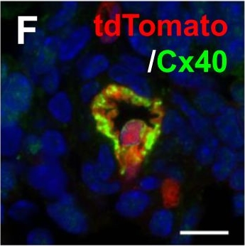 cx40 antibodies - Antibody search engine - CiteAb