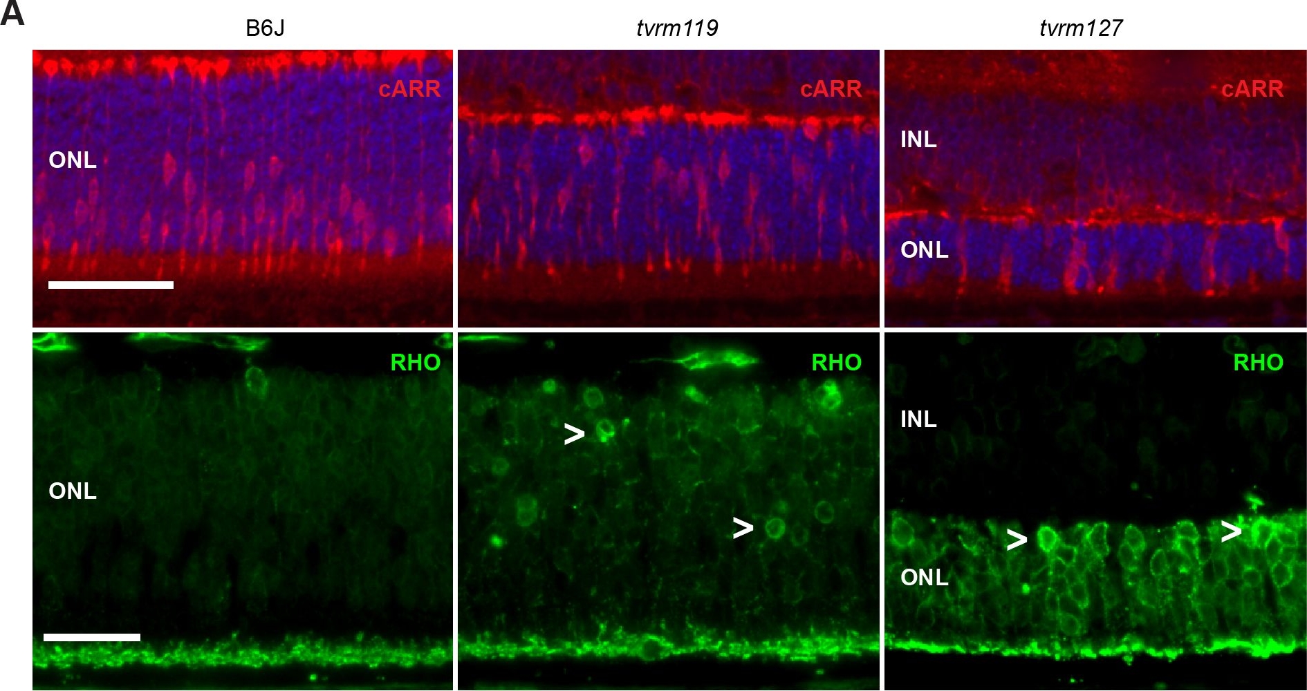 opsin antibodies - Antibody search engine - CiteAb