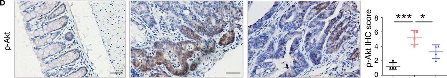S100A9 antibodies - Antibody search engine - CiteAb
