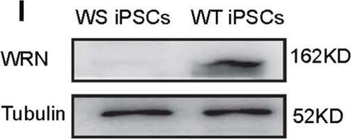 WRN antibodies - Antibody search engine - CiteAb
