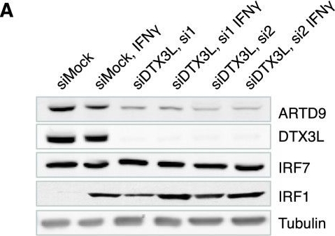 dtx3l antibodies - Antibody search engine - CiteAb