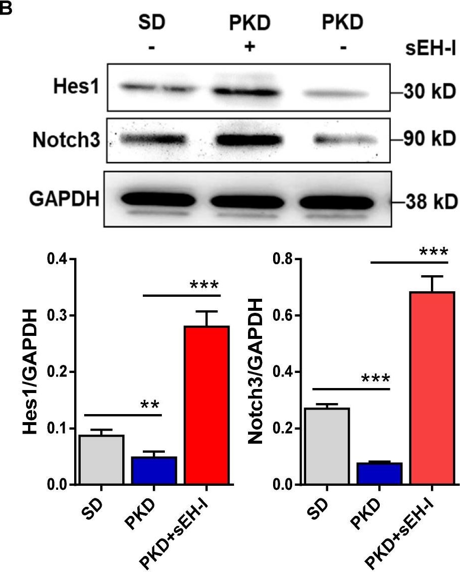 NOTCH3 antibodies - Antibody search engine - CiteAb
