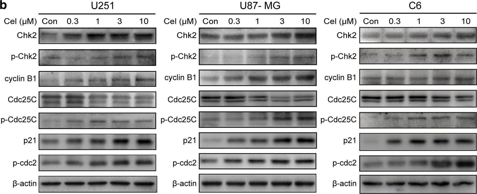 CDS1 antibodies - Antibody search engine - CiteAb