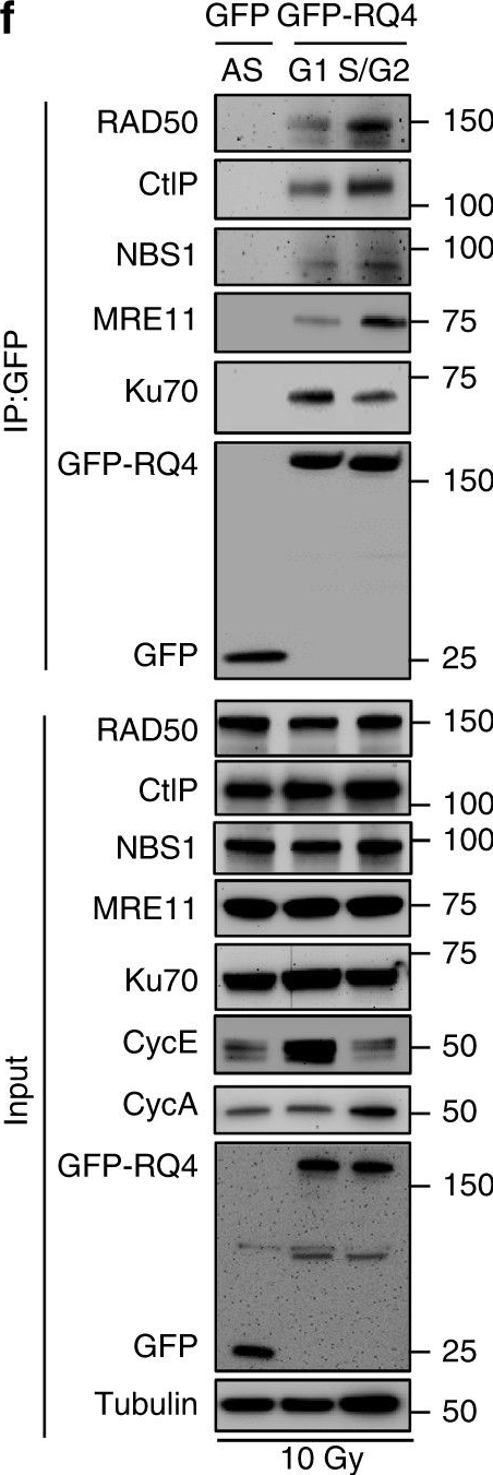 RBBP8 antibodies - Antibody search engine - CiteAb