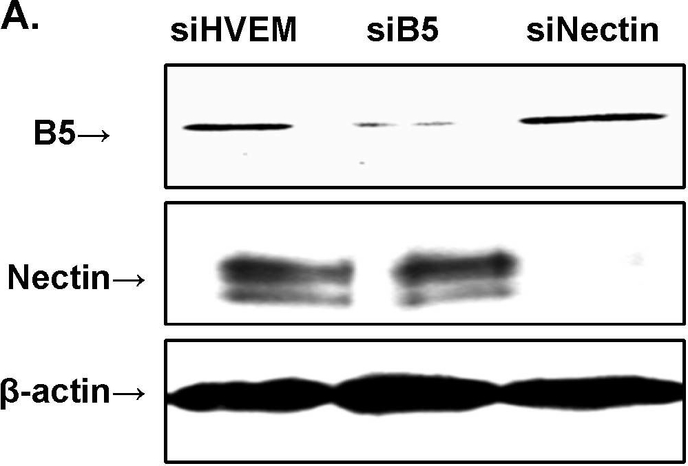 nectin-1 antibodies - Antibody search engine - CiteAb