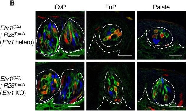 ip3r antibodies - Antibody search engine - CiteAb