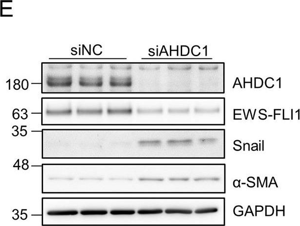 AHDC1 antibodies - Antibody search engine - CiteAb