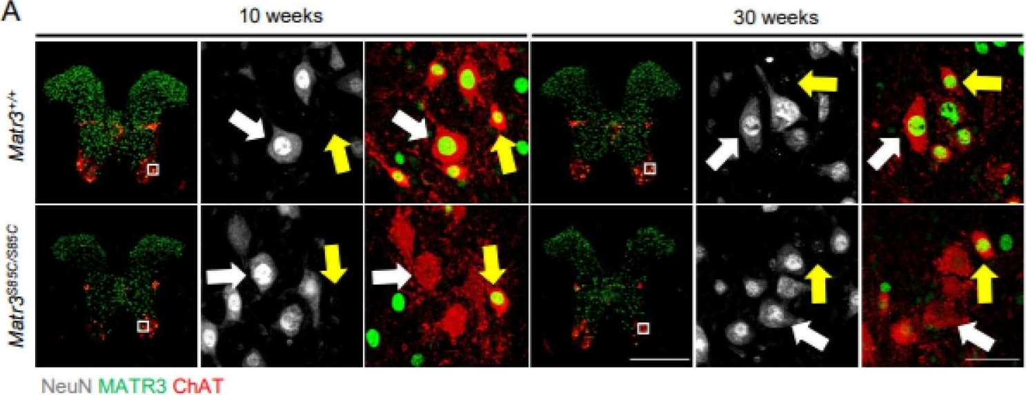 CHAT antibodies - Antibody search engine - CiteAb