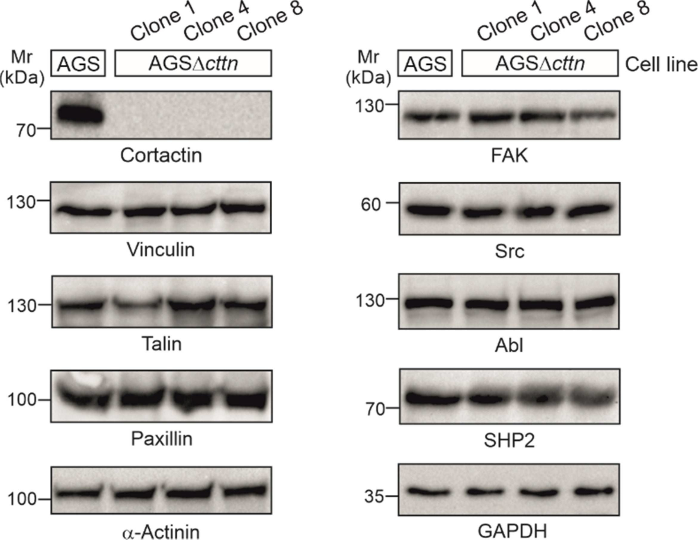4F11 antibodies - Antibody search engine - CiteAb