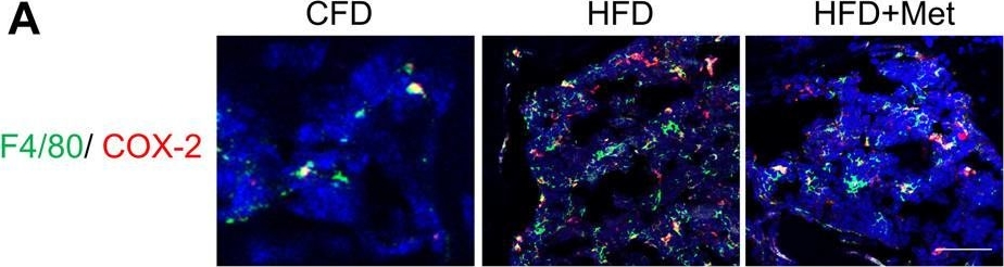 f4/80 antibodies - Antibody search engine - CiteAb