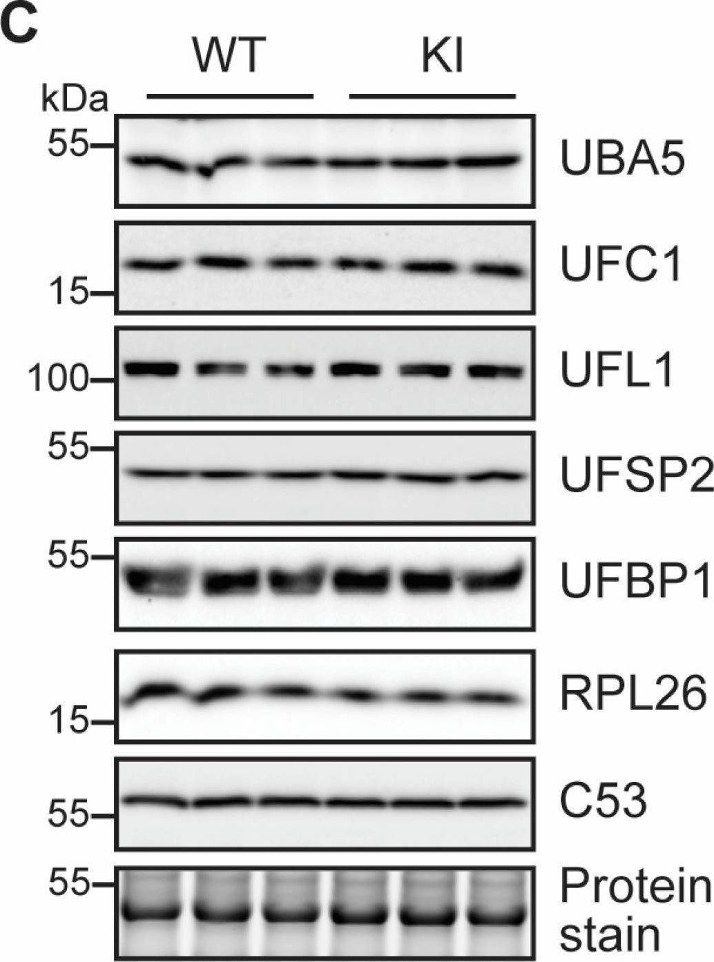 DDRGK1 antibodies - Antibody search engine - CiteAb