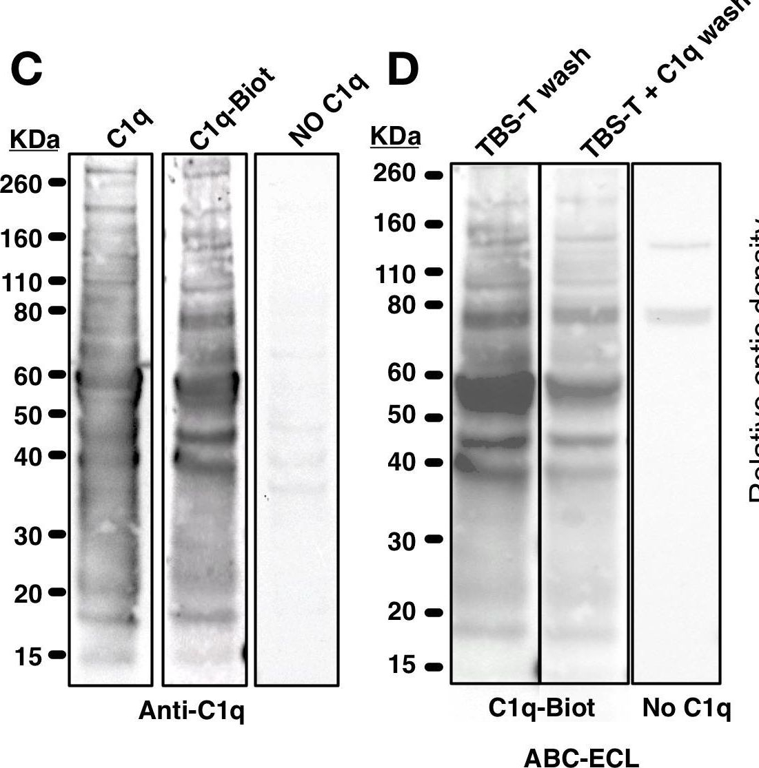 C1q antibodies - Antibody search engine - CiteAb