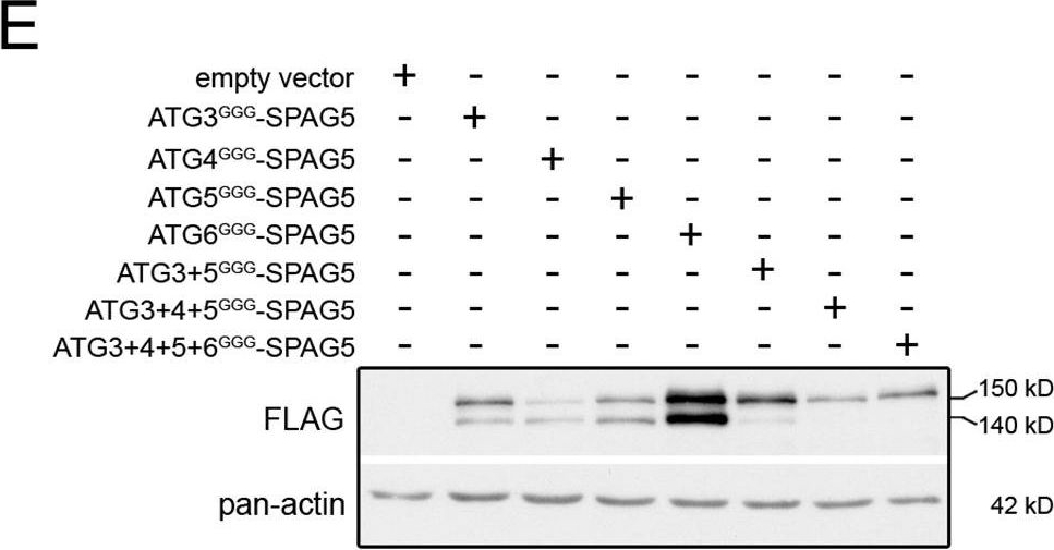 flag antibodies - Antibody search engine - CiteAb