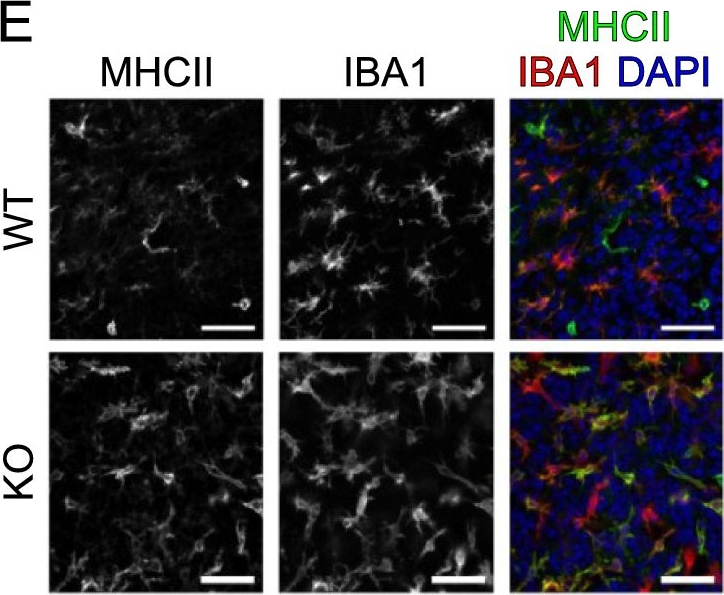 H2-Eb1 antibodies - Antibody search engine - CiteAb