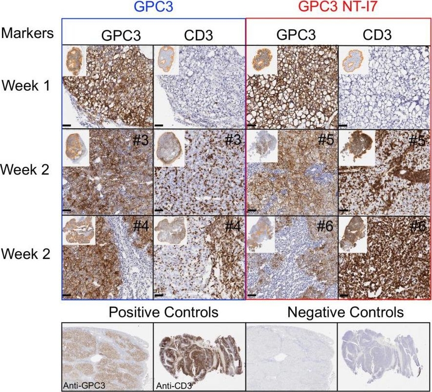 GPC3 antibodies - Antibody search engine - CiteAb