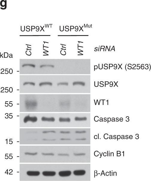 USP9X antibodies - Antibody search engine - CiteAb