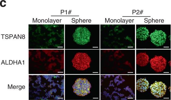 TSPAN8 antibodies - Antibody search engine - CiteAb