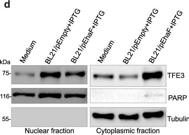 TFE3 antibodies - Antibody search engine - CiteAb