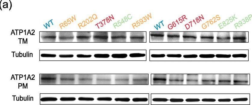 ATP1A2 antibodies - Antibody search engine - CiteAb
