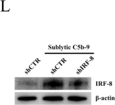 IRF8 antibodies - Antibody search engine - CiteAb