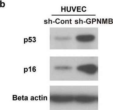 P16 antibodies - Antibody search engine - CiteAb