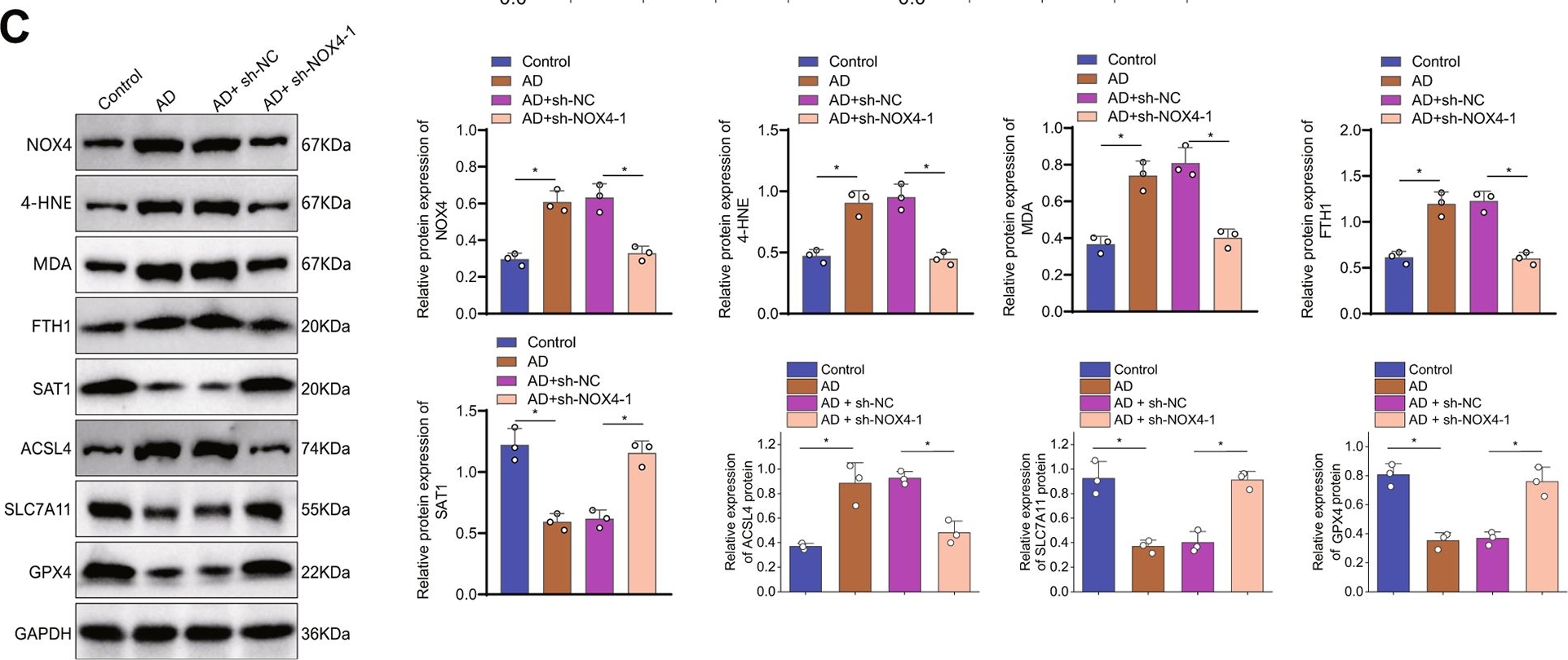 4hne antibodies - Antibody search engine - CiteAb