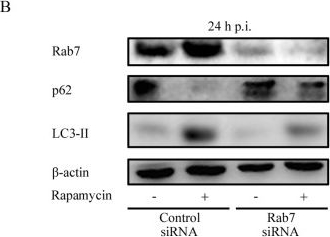 RAB7 antibodies - Antibody search engine - CiteAb