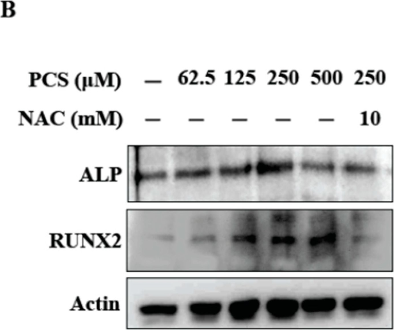 RUNX2 antibodies - Antibody search engine - CiteAb