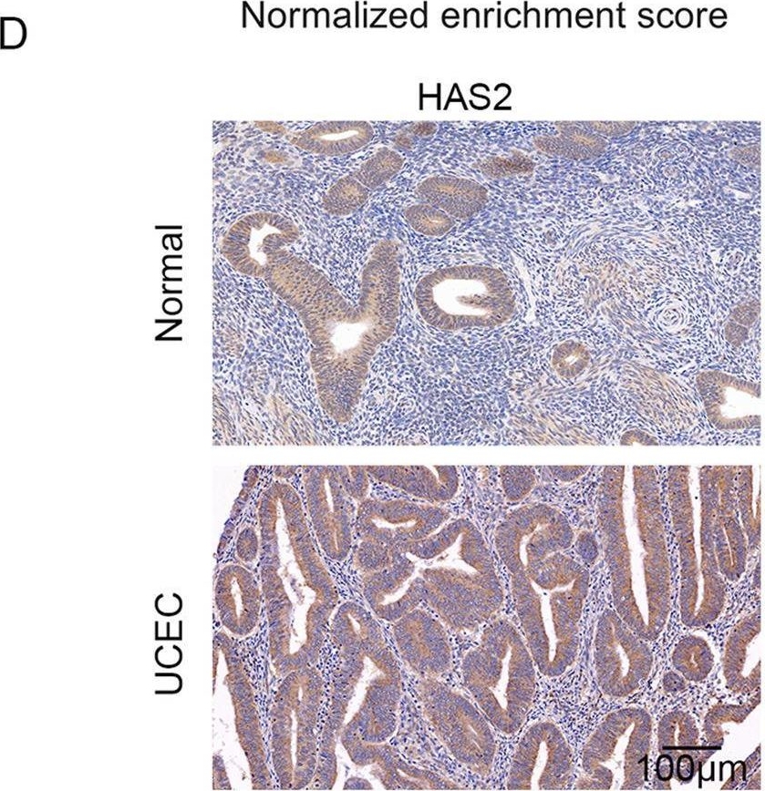 HAS2 antibodies - Antibody search engine - CiteAb