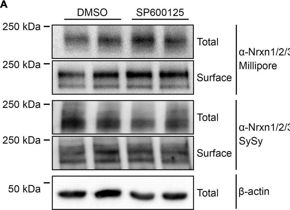 Nrxn1 antibodies - Antibody search engine - CiteAb