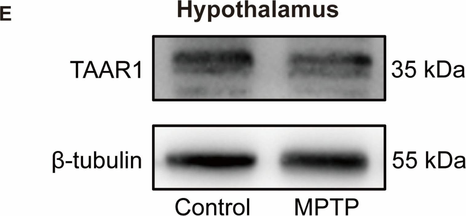 TAAR1 antibodies - Antibody search engine - CiteAb
