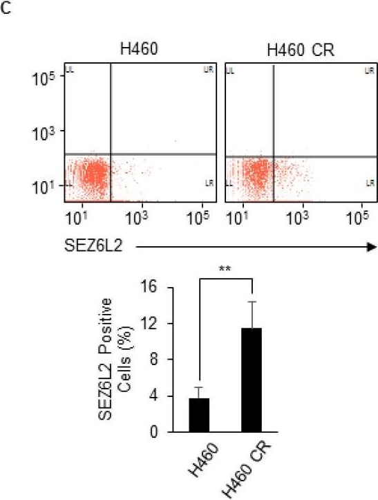 SEZ6 antibodies - Antibody search engine - CiteAb