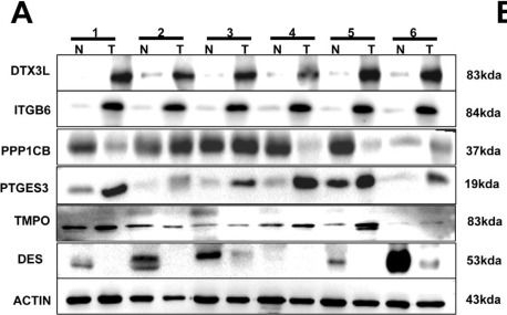 itgb6 antibodies - Antibody search engine - CiteAb