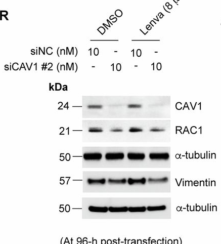 vim antibodies - Antibody search engine - CiteAb