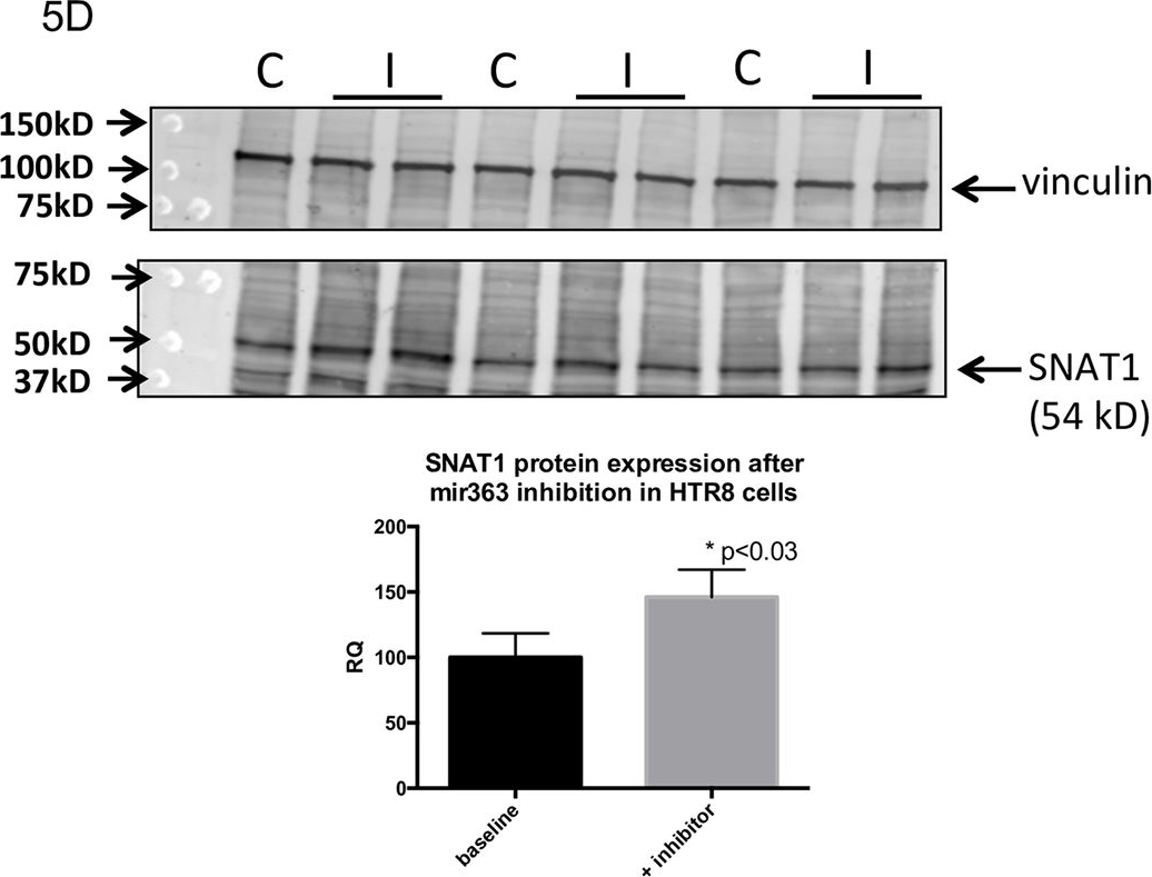 SLC38A1 antibodies - Antibody search engine - CiteAb