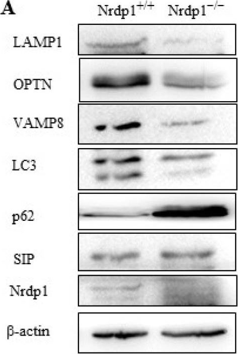 LAMP1 antibodies - Antibody search engine - CiteAb