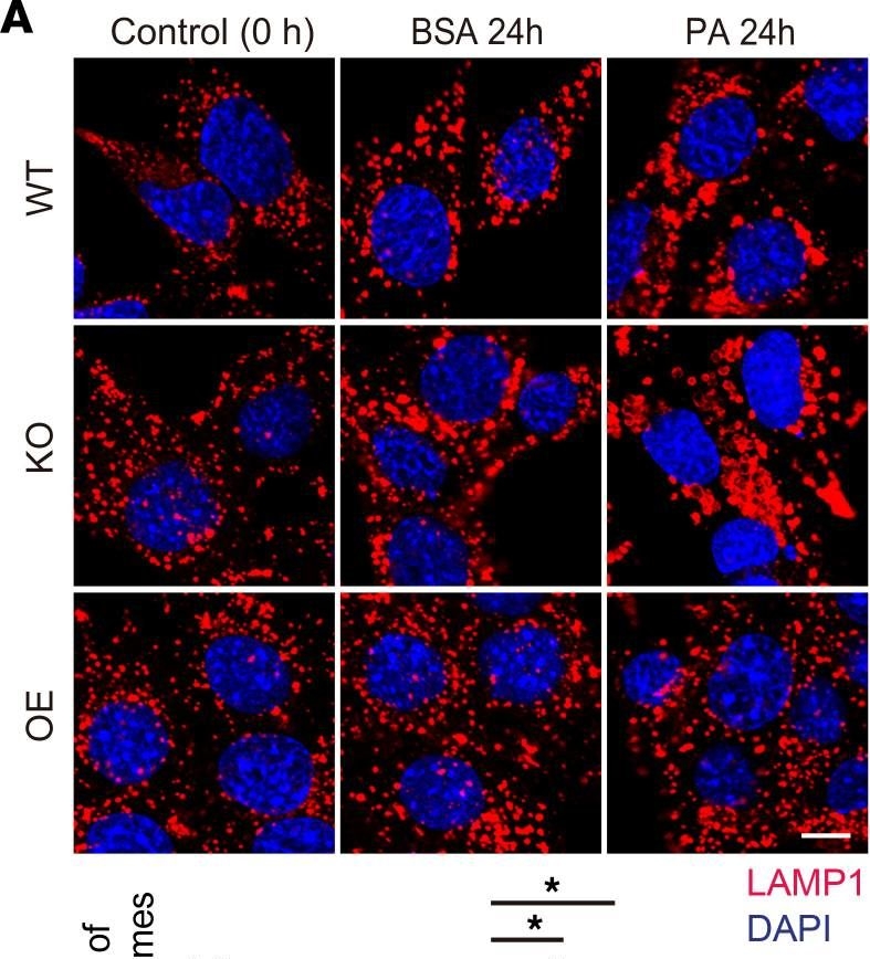 LAMP1 antibodies - Antibody search engine - CiteAb