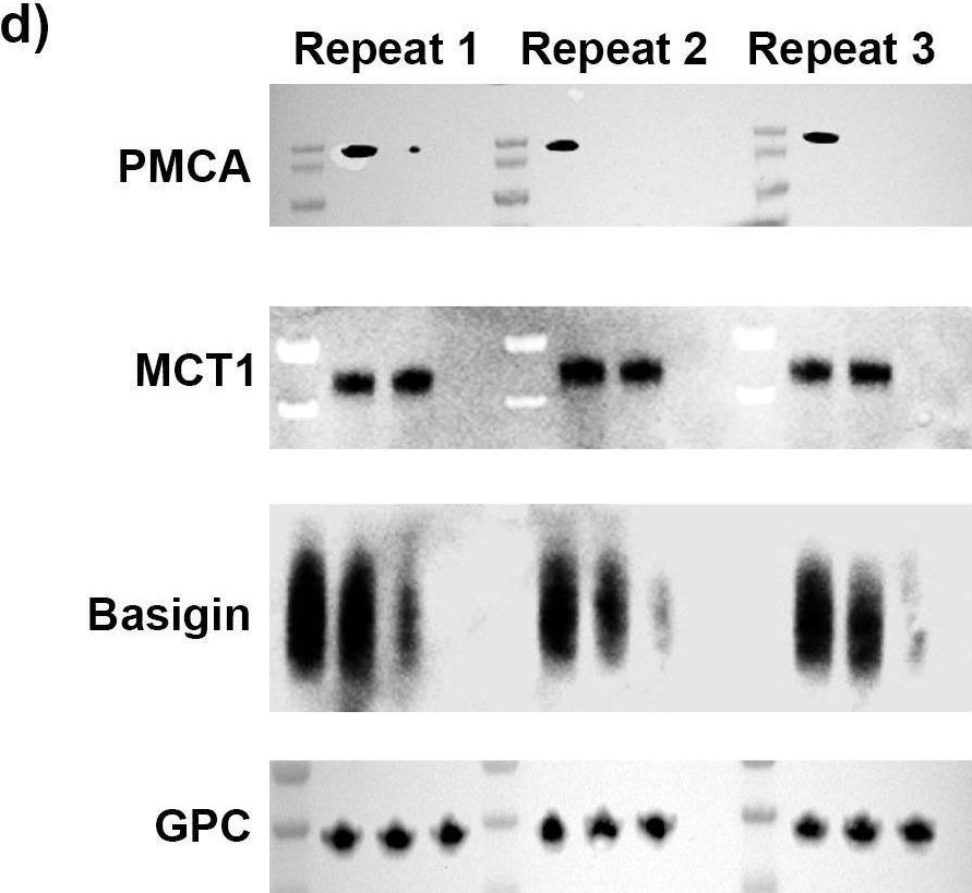 MCT1 antibodies - Antibody search engine - CiteAb