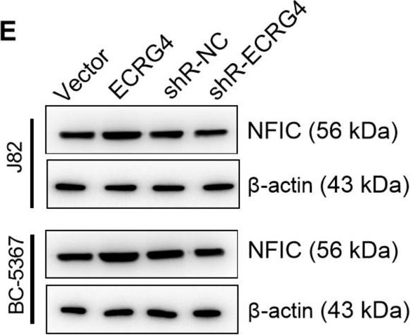 NFIC antibodies - Antibody search engine - CiteAb