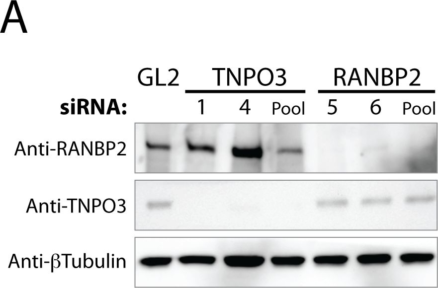 RanBP2 antibodies - Antibody search engine - CiteAb